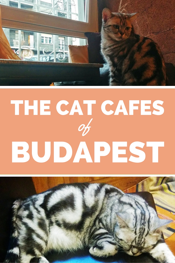 The Cat Cafés of Budapest – Tiny Lady, Big World