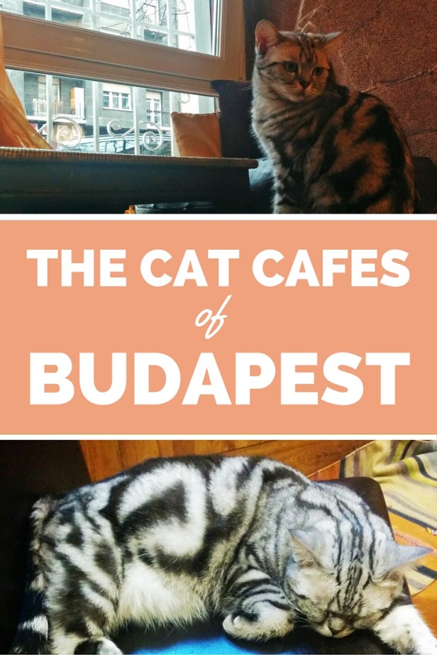 The Cat Cafés of Budapest – Tiny Lady, Big World